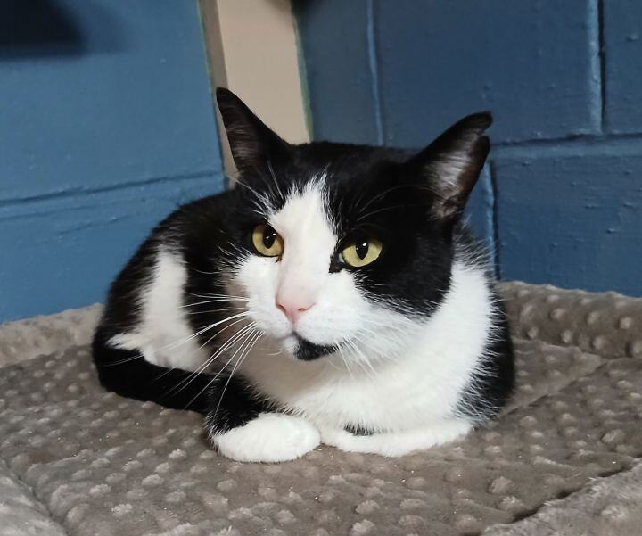 Humane Society Of Bay County Pet Adoption